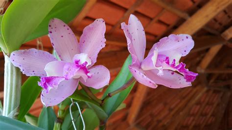 Fotos gratis flor pétalo botánica jardín rosado flora orquídea