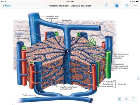 Biol122 Liver And Metabolic Homeostasis Lecture 6 Flashcards Quizlet