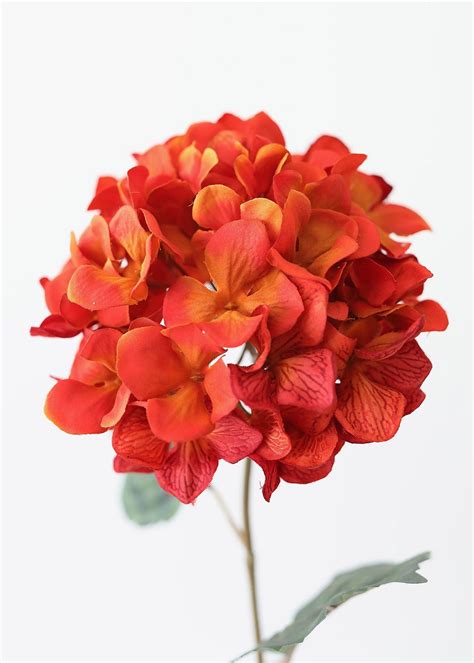 Brilliant Orange Hydrangea Fall Flowers