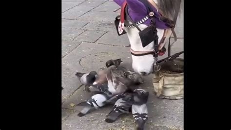 一頭の馬が鳩におやつをおすそ分けする光景が胸熱 クーリエ・ジャポン
