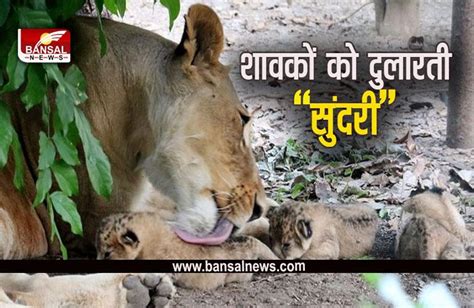 Indore Zoo इंदौर के कमला नेहरू प्राणी संग्रहालय से आई बड़ी खुशखबरी