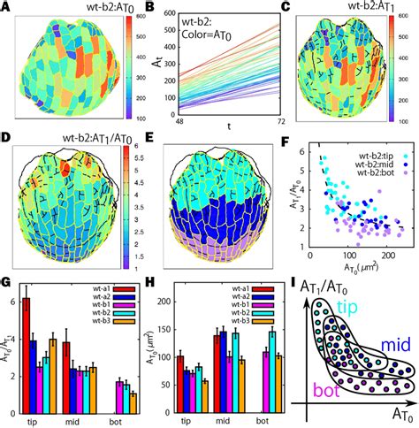 Size Uniformization Occurs Everywhere In The Sepal A Heat Map Of The