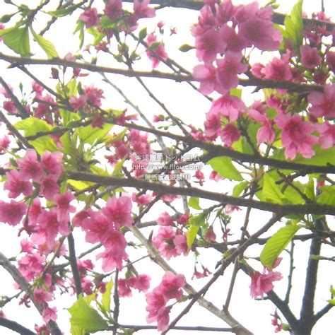 桜 カンヒザクラの写真 2023年03月13日撮影 沖縄離島ドットコム