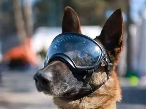 Falleció En Turquía Proteo El Perro Héroe Mexicano