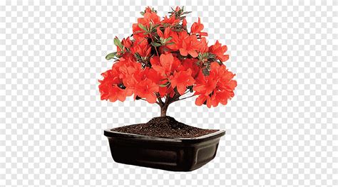 분재 사츠키 철쭉 꽃 Ficus Retusa 게시 정원 꽃 배달 Png Pngegg