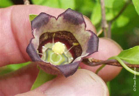 Codonopsis Pacific Bulb Society