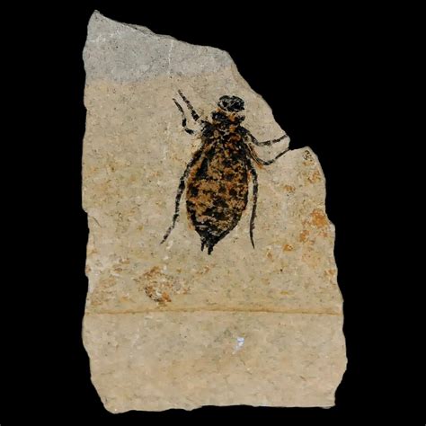 06 Dragonfly Larvae Fossil Libellula Doris Specimen Plate Upper