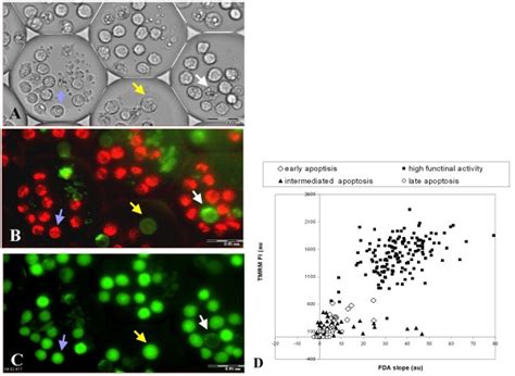 Multi Parametric Staining Of Cryopreserved U937 Cells U937 Cells Were Download Scientific