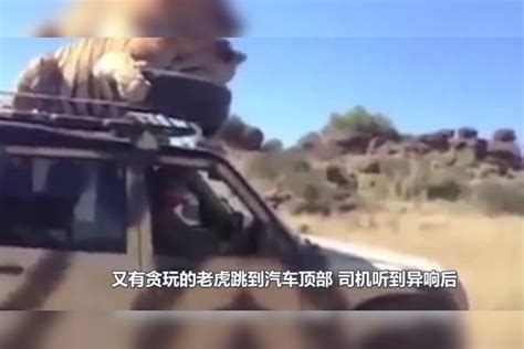 贪玩的老虎跳上车顶司机慌了一脚油门下去结局请原谅我笑了 油门 车顶 老虎