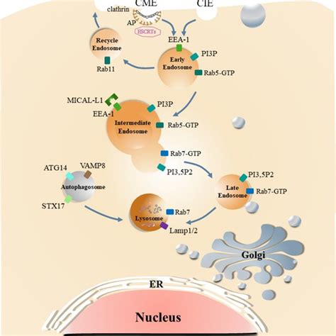 The Synthesis And Antigen Presentation Processes Of Mhc Molecular