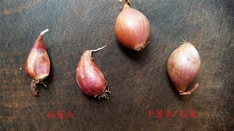 市场博物红葱头和干葱头毛葱两个妙物的区别及代用 风味 拌面 新浪新闻