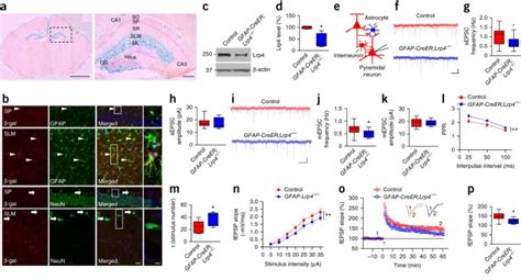Lrp4 In Astrocytes Modulates Glutamatergic Transmission Nature