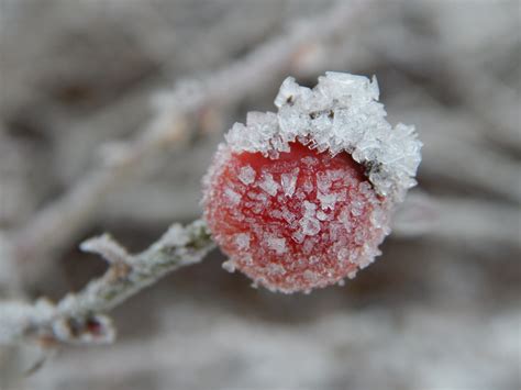 무료 이미지 매크로 촬영 서리 동결 겨울 식물 눈 꽃 4608x3456 Dim1dim1 1568195 무료 이미지 Pxhere
