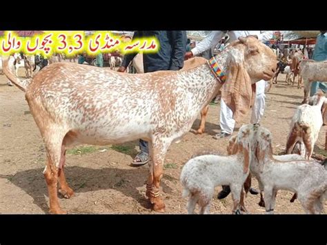 Chak Madrasa Bakra Mandi Update Makhi Cheeni Bacchon Wali Bakriyan