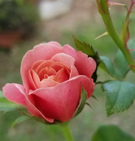 Tommy ～庭の薔薇達～ おはようございます レオナルドダ・ヴィンチ 今朝は蕾の姿～♪ アイスバーグも清楚🍀 チラッと下にエキナセアが
