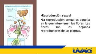 3 REPRODUCCION SEXUAL EN PLANTAS Pptx