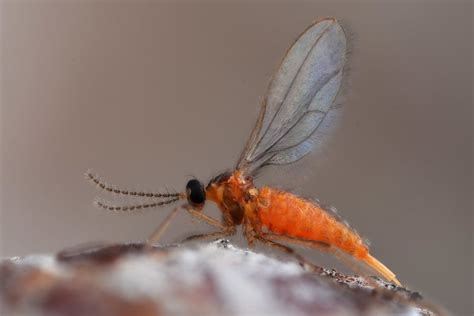 Midge The Canadian Encyclopedia