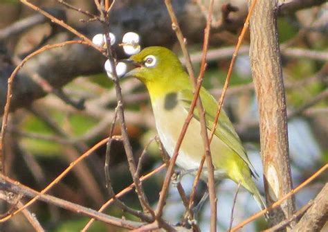 221230 メジロとナンキンハゼ 大阪の自然情報