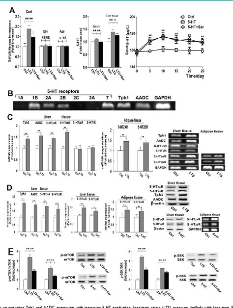 Figure 2 From Long Term Stress With Hyperglucocorticoidemia Induced Hepatic Steatosis With Vldl