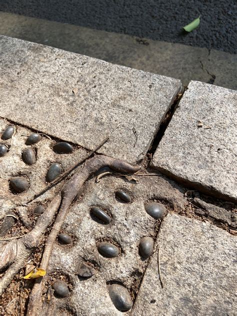 Root Wedging