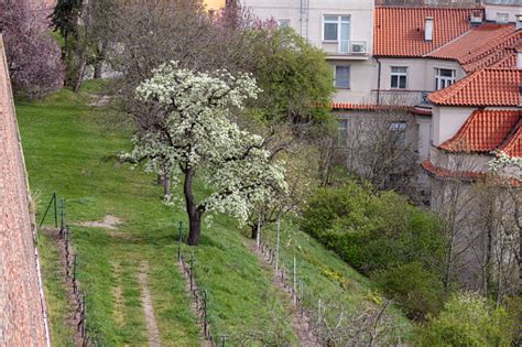 덩굴이 있는 녹색 경사면에 흰 꽃이 만발한 꽃나무로 빨간 지붕을 가진 건물과 다른 나무가 배경으로 보입니다 0명에 대한 스톡 사진 및 기타 이미지 Istock