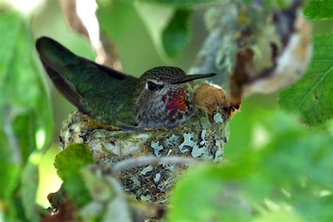 “bird Nesting And The Great Backyard Bird Count” Dungeness River