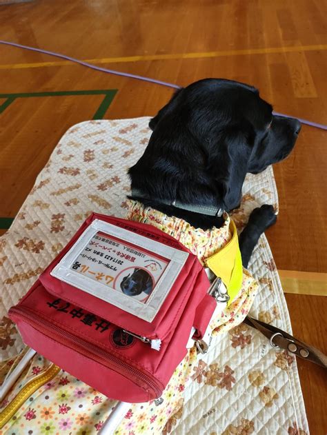 第4回「盲導犬啓発教室」開催しましたby北郷小学校 大切な一着こそ【イチカワクリーニング】高級ブランドはお任せ下さい