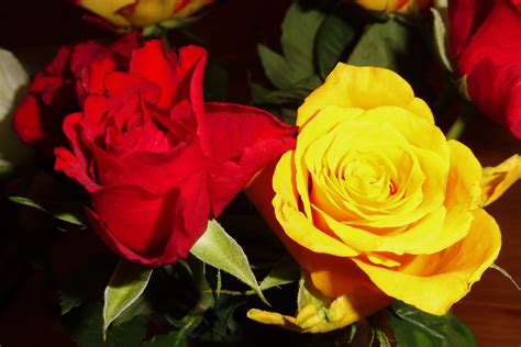 2022 02 13 Rosen Rot Gelb BAKAWI Flickr