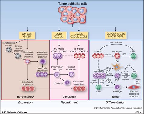 Table 1 From Molecular Pathways Molecular Pathways Myeloid Complicity