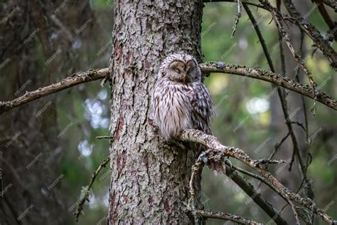 Premium Photo Ethereal Owl Eyes Windows To The Soul Of The Wilderness
