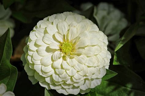 White Zinnia By Laura B R On Deviantart