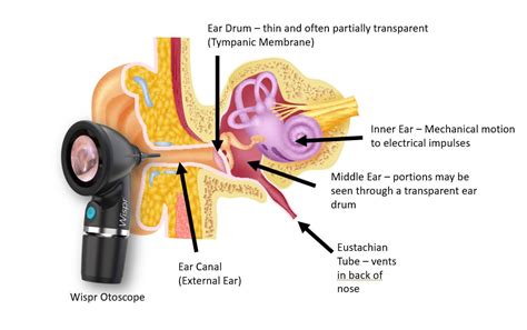 Ear Drum Anatomy Anatomy And Function Of The Ear