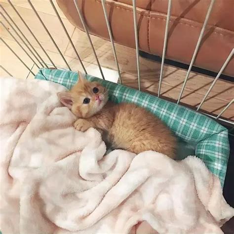 一只超可爱的小橘猫小时候超级萌然而短短几个月后 橘猫 小姐姐 铲屎官 新浪新闻