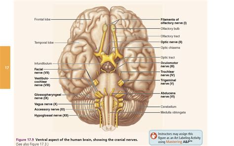 Olfactory Nerve Filaments