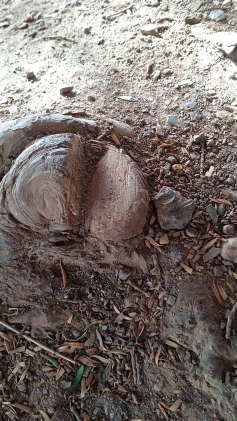 El tejo milenario de San Cristóbal vandalizado y dañado con elementos