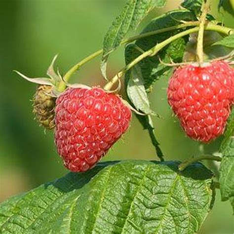 Raspberry Shortcake® Raspberry Plant Addicts