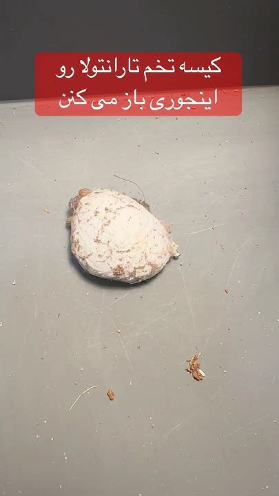 کیسه تخم تارانتولا رو اینجوری باز می کنن تارانتولا Youtube
