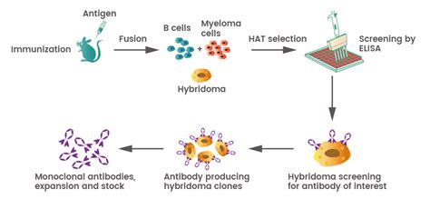 How Are Antibodies Produced Sino Biological
