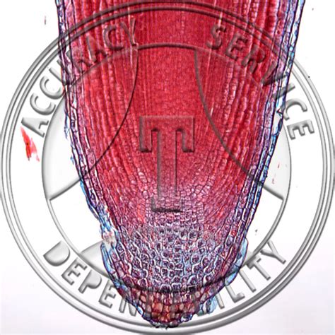 Cucurbita Pepo Root Tip Prepared Microscope Slide