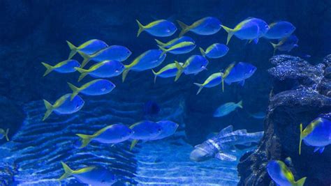 Atlantis Aquarium En Intu Xanadú Hoy Madrid