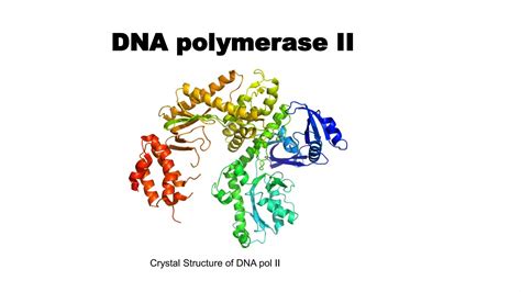Dna Polymerase Pptx