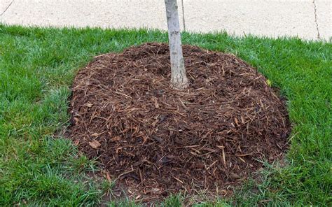 Mulching 101 The Ultimate Guide To Mulching Around Trees