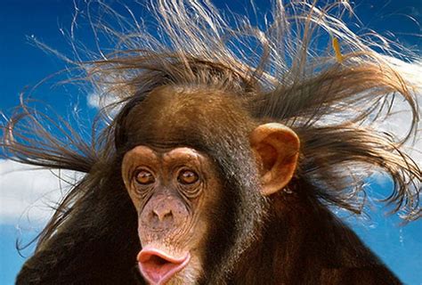 Обезьяна с волосами 70 фото