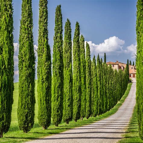 Italian Cypress for Sale: Elevate Your Landscape with Classic Elegance ...