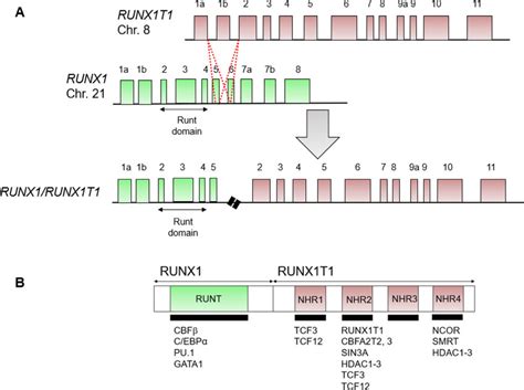 structure of the runx1 runx1t1 fusion gene and protein a