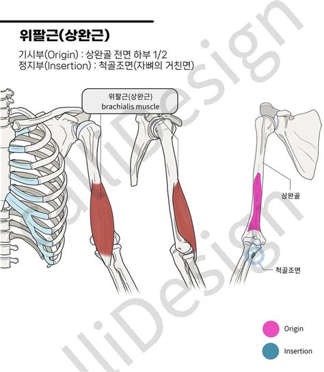 함께근육공부 시즌2 근육별기시정지 위팔근상완근 기시정지 캘리디자인 메디컬일러스트와 함께 차근차근 근육공부 해보아요~ 시즌1 근육별 명칭은 함께근육공부pdf Ver1
