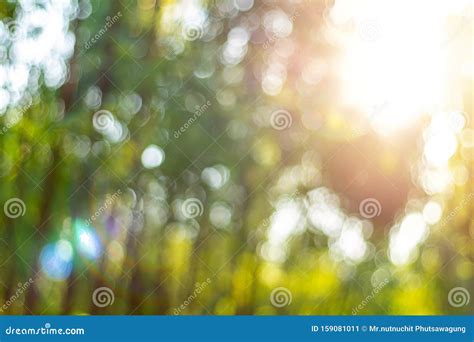 Fresh Green Tree Light Blury Bokeh Lect Focus Stock Image