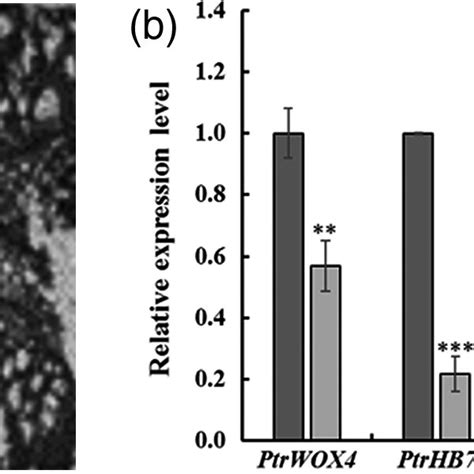 Expression Of The Genes Related To Cell Proliferation And Xylem