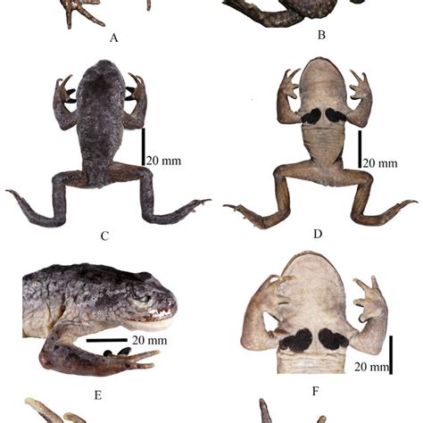 Pdf A New Species Of Megophryid Frog Of The Genus Scutiger From Kangchenjunga Conservation