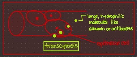 Phys Lecture 17 Cardiovascular Physiology 4 Flashcards Quizlet